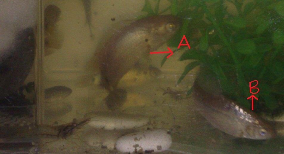 Anabas sp. - Mengenal lebih jauh ikan BETOK - Page 4 | KASKUS