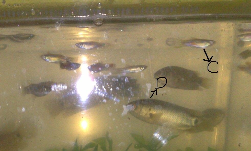 Anabas sp. - Mengenal lebih jauh ikan BETOK - Page 4 | KASKUS