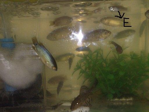 Anabas sp. - Mengenal lebih jauh ikan BETOK - Page 4 | KASKUS