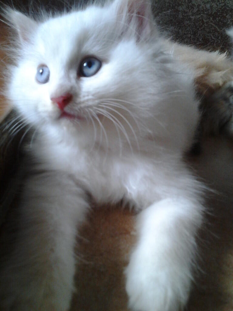 Terjual jual anak kucing persia / kitten persia umur 2 bulanan ...