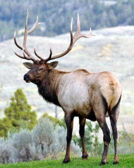 Inilah 5 Daging Hewan yang Lebih Berprotein daripada Sapi! | KASKUS