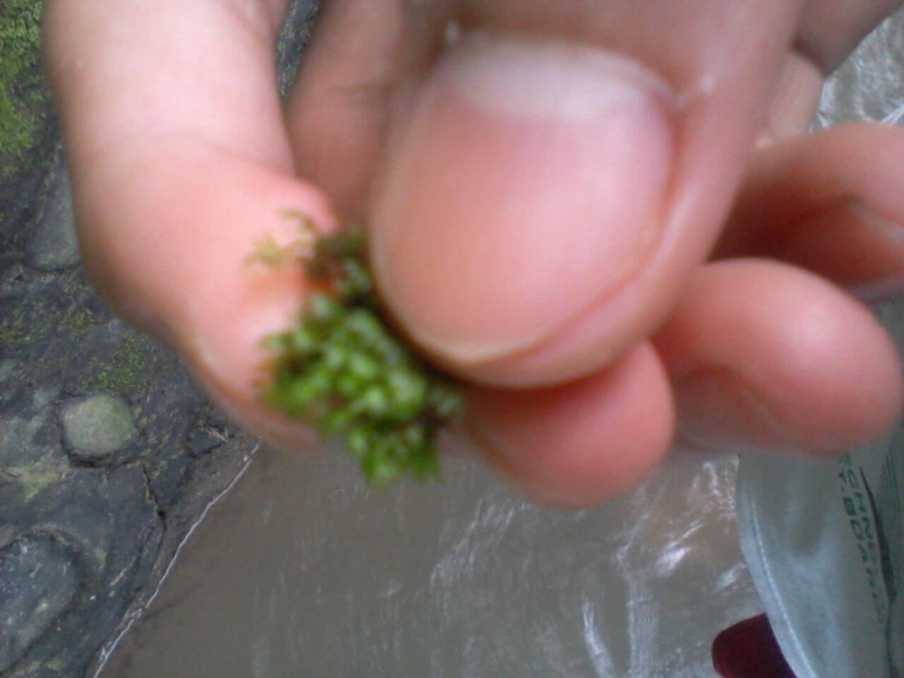 Tanaman Air/ setengah air untuk aquascape yang mudah di temukan di Bali ...