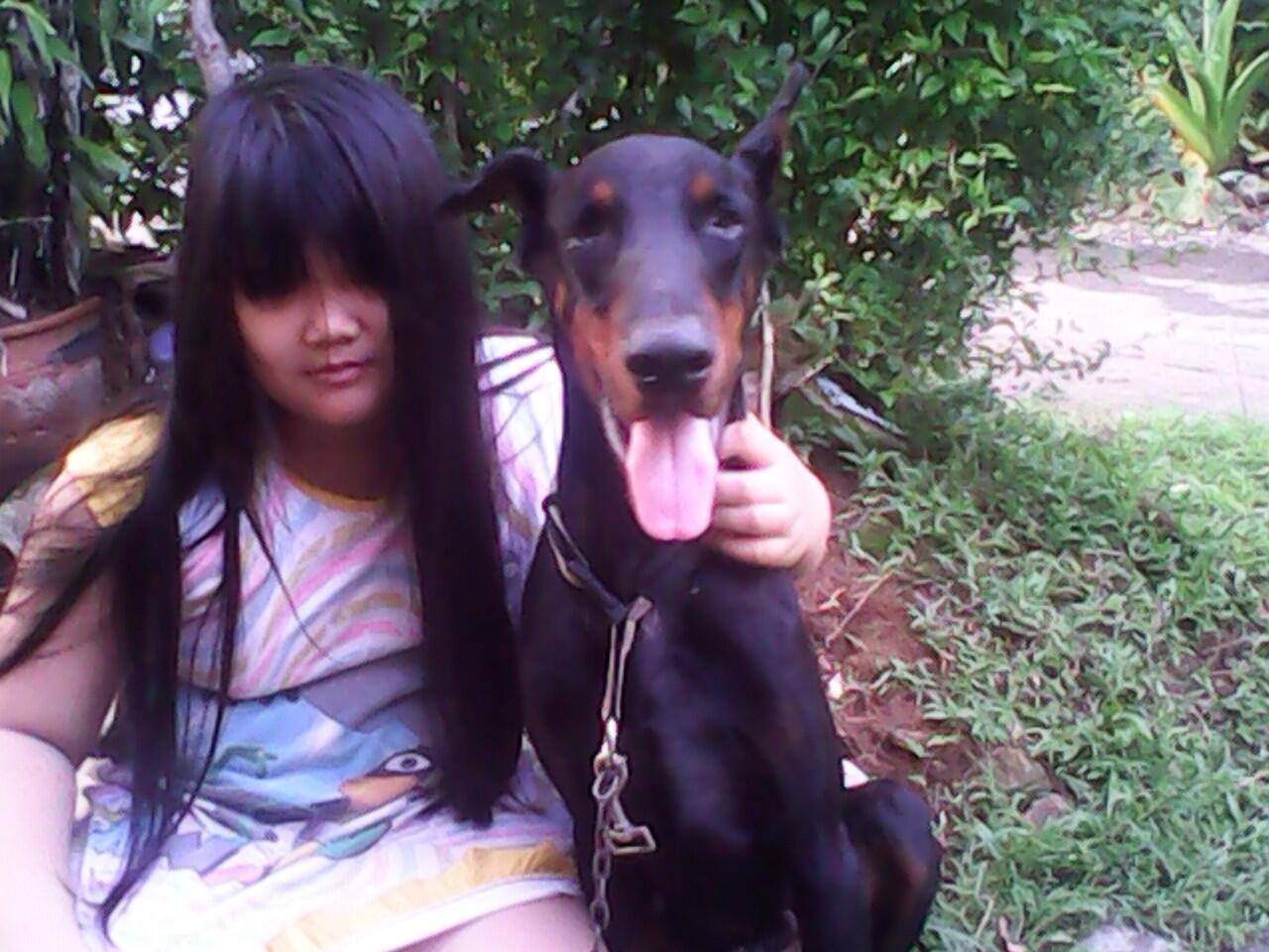 anjing doberman | KASKUS