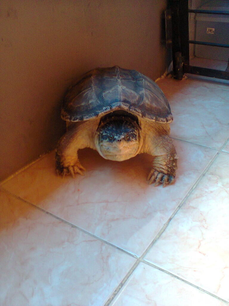 CST (Common Snapping Turtle) | KASKUS