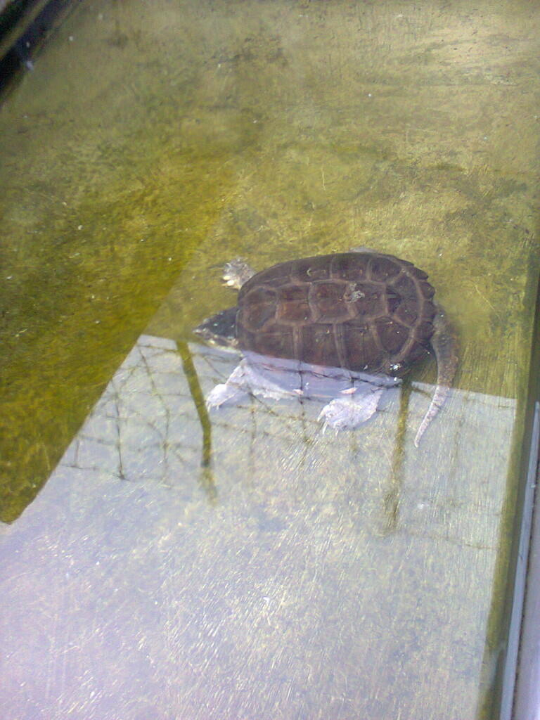 CST (Common Snapping Turtle) | KASKUS