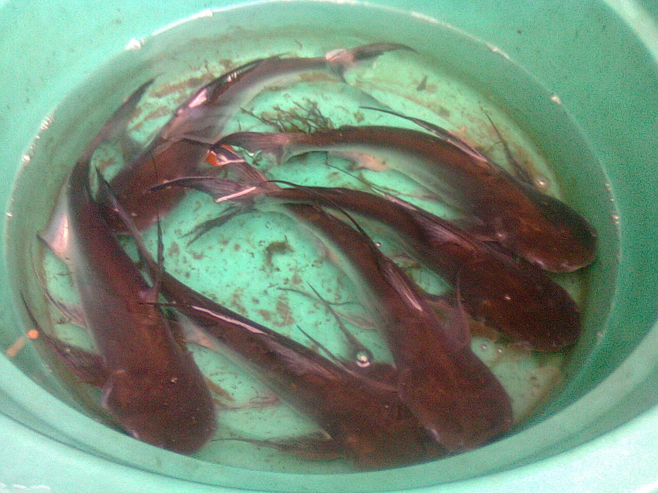 PAROON SHARK OR PANGASIUS SANITWONGSEI OR HIU AIR TAWAR OR PATIN ...