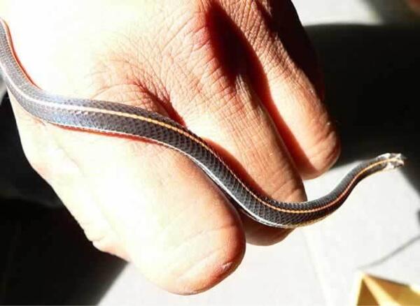 Mysteri Ular Rangon | KASKUS