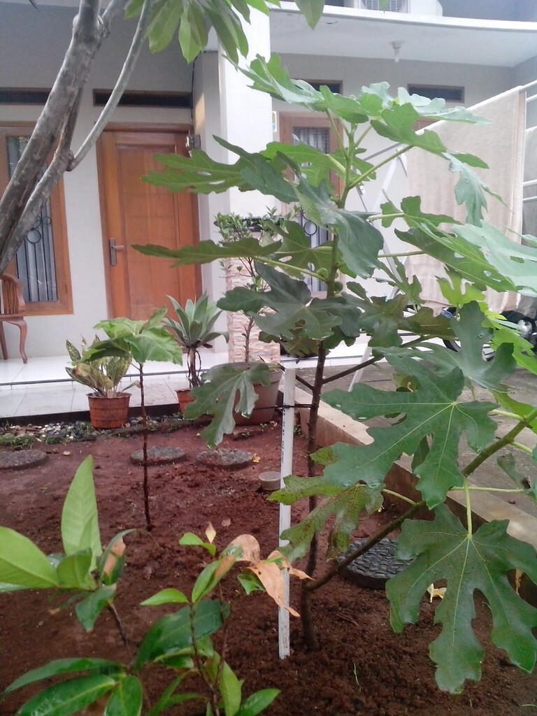 pohon tin/pohon ara/buah tin,buah ara untuk cancer dan collesterol ...