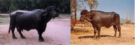 Inilah Jenis Dan Karakteristik Kerbau | KASKUS