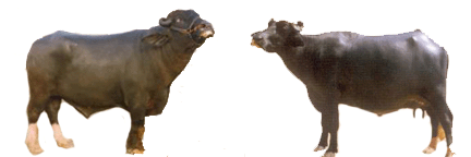 Inilah Jenis Dan Karakteristik Kerbau | KASKUS