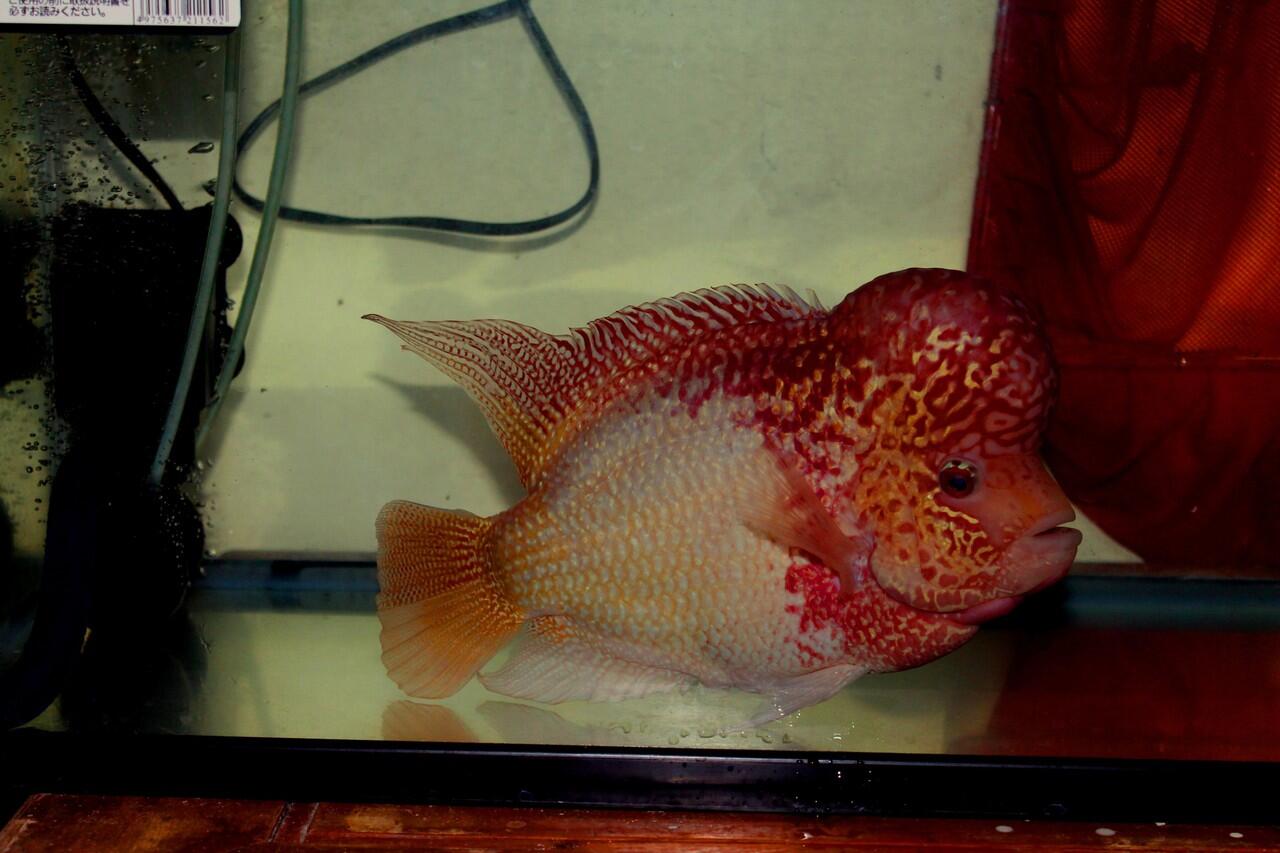 ALL ABOUT LOUHAN - Page 96 | KASKUS