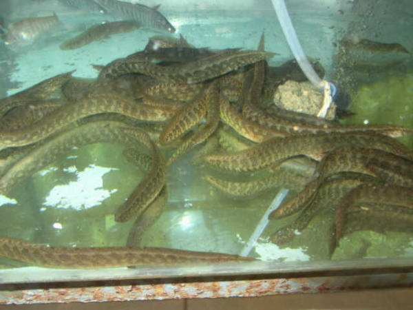 Terjual Ikan Sili api ( Fire EeL )/ Sili normal | KASKUS