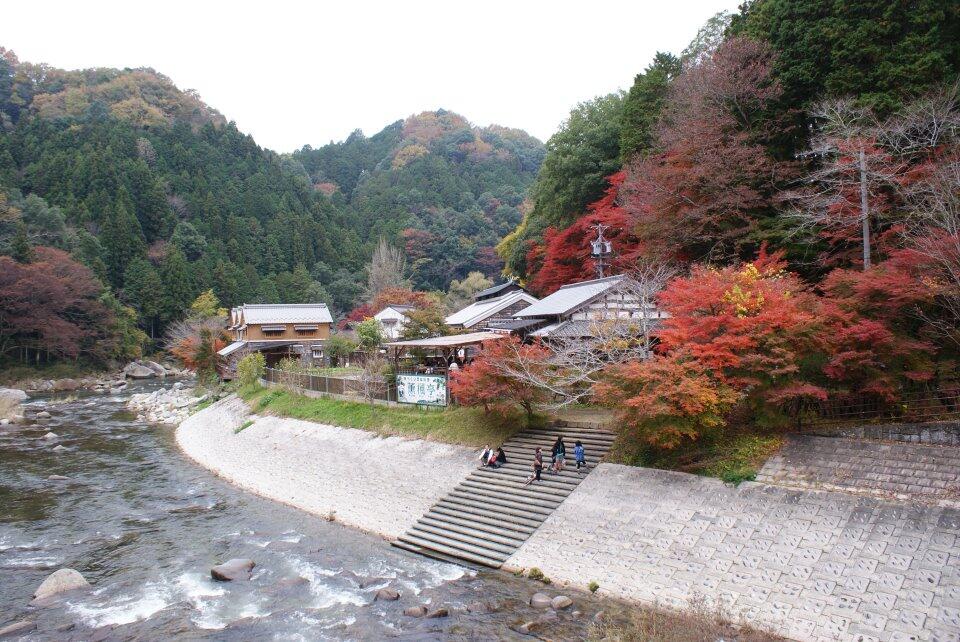 Momiji : Gugur dalam Keindahan (Sebuah Legenda Pohon di Jepang) | KASKUS