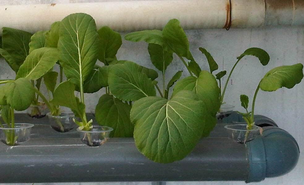 ALL ABOUT HIDROPONIK - Page 11 | KASKUS