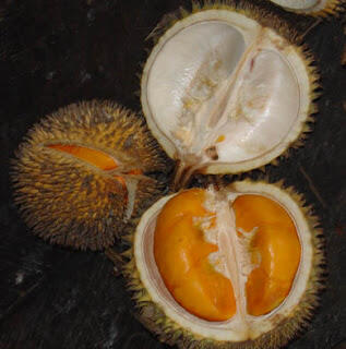 17 Buah-buahan Indonesia Yang Enak & Langka | KASKUS