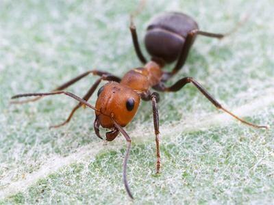 3 jenis semut paling beracun dan berbahaya di dunia | KASKUS