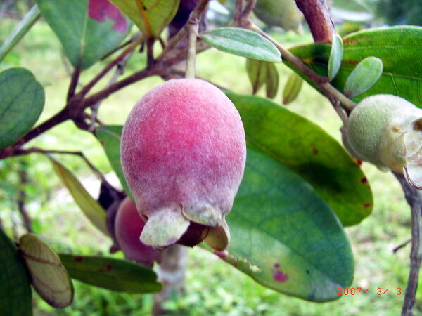 Harimonting, Buah Sotul, Sanduduk, Andaleat Buah Khas Tanah Batak ...