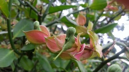 Bunga-Bunga Cantik yang Terlihat Sangat Unik dan Aneh | KASKUS