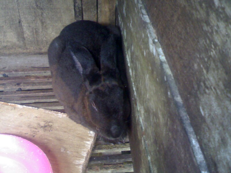 Dunia Hewan Regional Kalimantan Timur | KASKUS