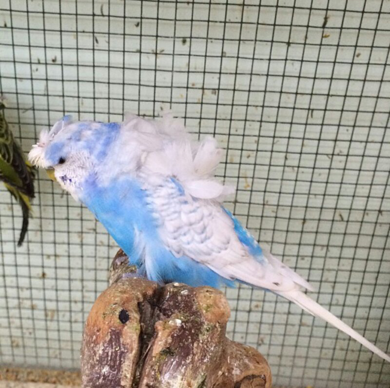 Helicopter parakeet / Hogoromo budgies | KASKUS