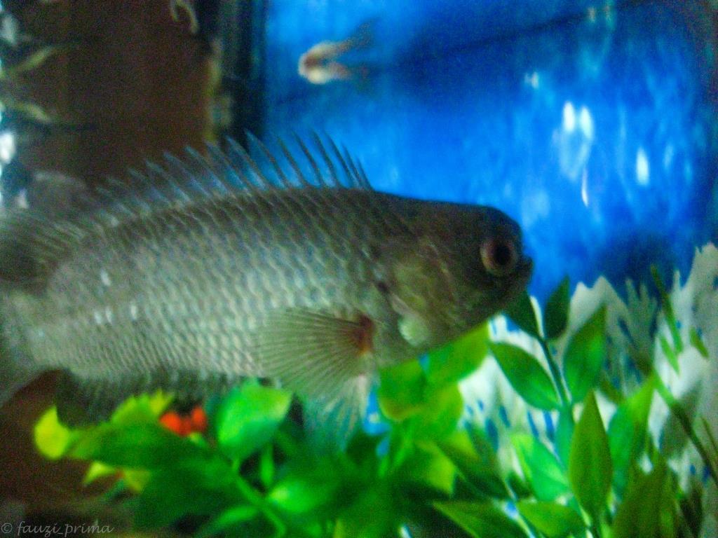 Ikan Betok Unik | KASKUS