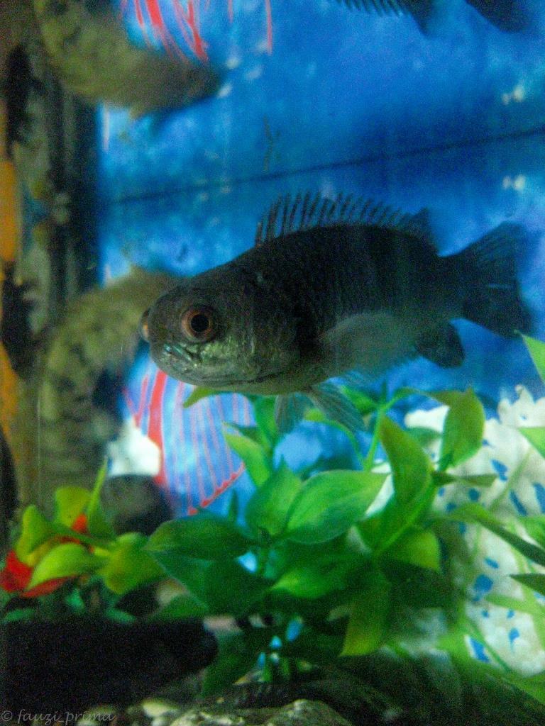 Ikan Betok Unik | KASKUS