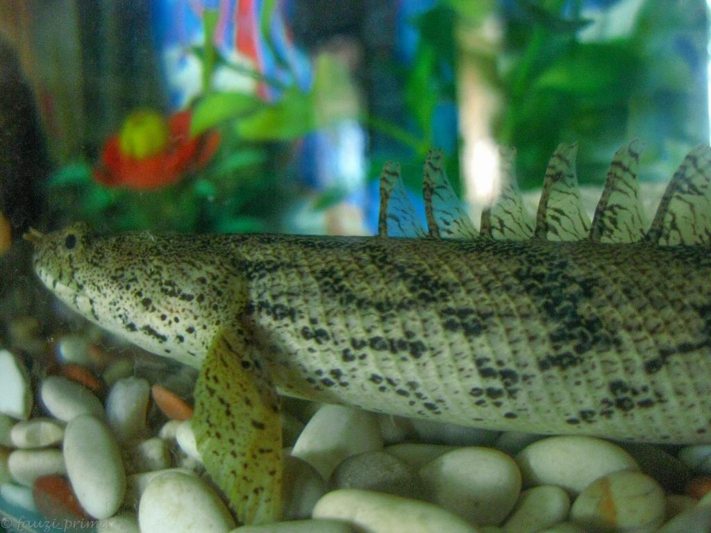 [SHARE] Ikan Betok Unik | KASKUS