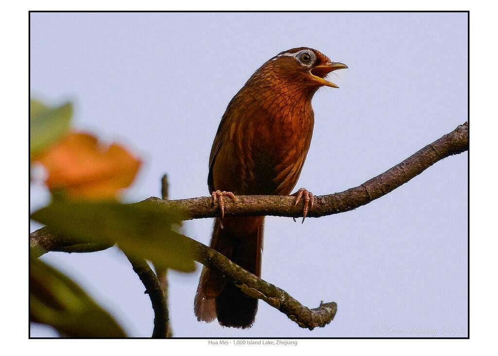 Poksay /poksai si petarung, suara merdu dan LEGENDA | KASKUS