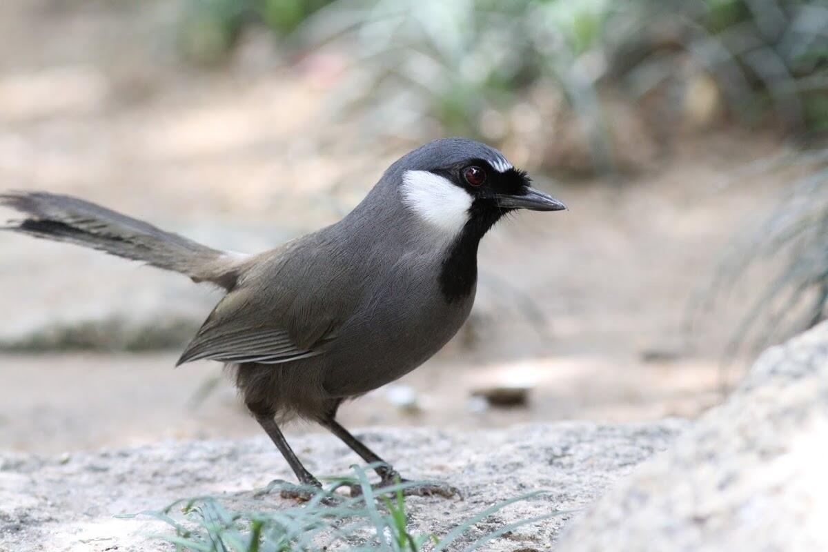 Poksay /poksai si petarung, suara merdu dan LEGENDA | KASKUS