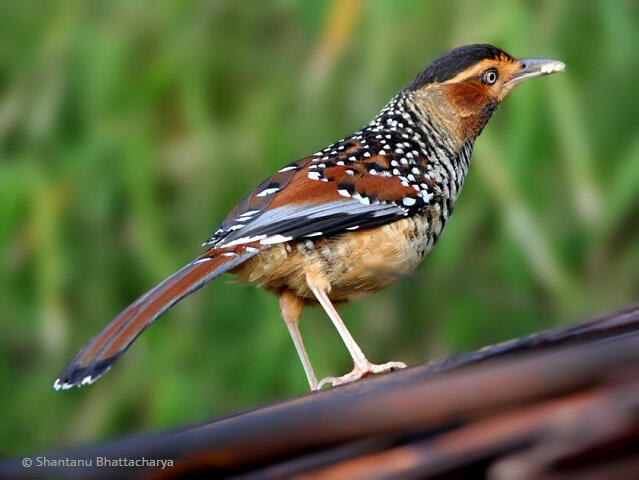 Poksay /poksai si petarung, suara merdu dan LEGENDA | KASKUS