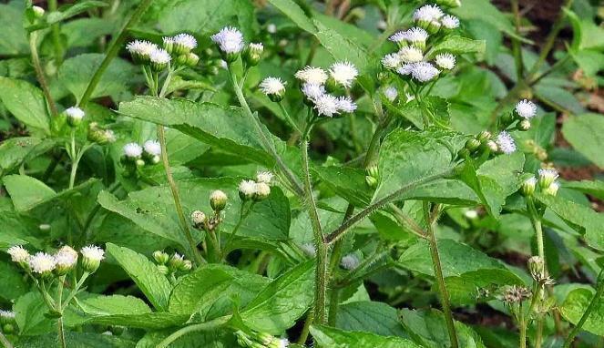 Tanaman Liar yang Kaya Manfaat dan Khasiat | KASKUS