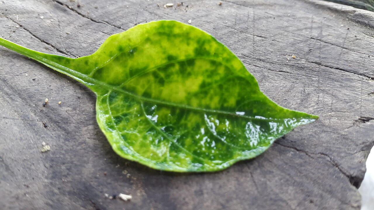 Macam-Macam Hama dan Penyakit Pada Tanaman Serta Cara Pengendaliannya ...