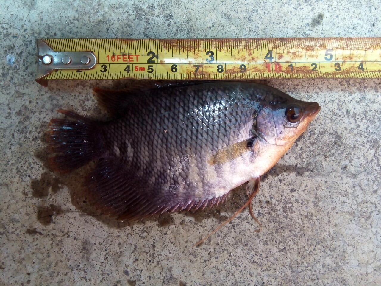 BUDIDAYA IKAN GURAMI - Page 141 | KASKUS