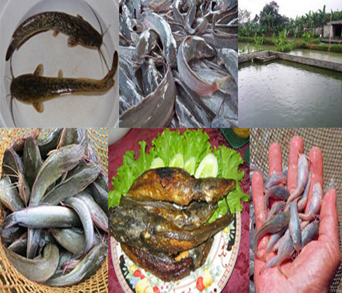 KISAH INSPIRATIF SUKSES BUDIDAYA LELE | KASKUS