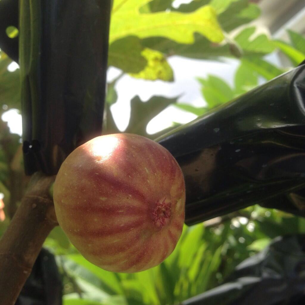 pohon tin/pohon ara/buah tin,buah ara untuk cancer dan collesterol ...