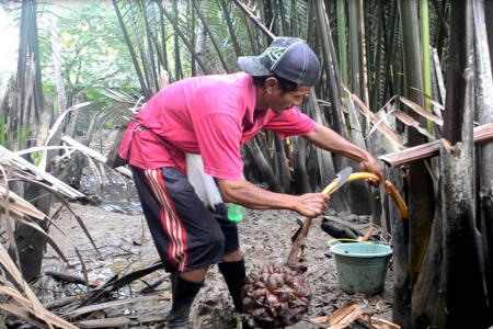 Petani Cilacap Kembangkan Gula Nipah sebagai Alternatif Gula Merah ...
