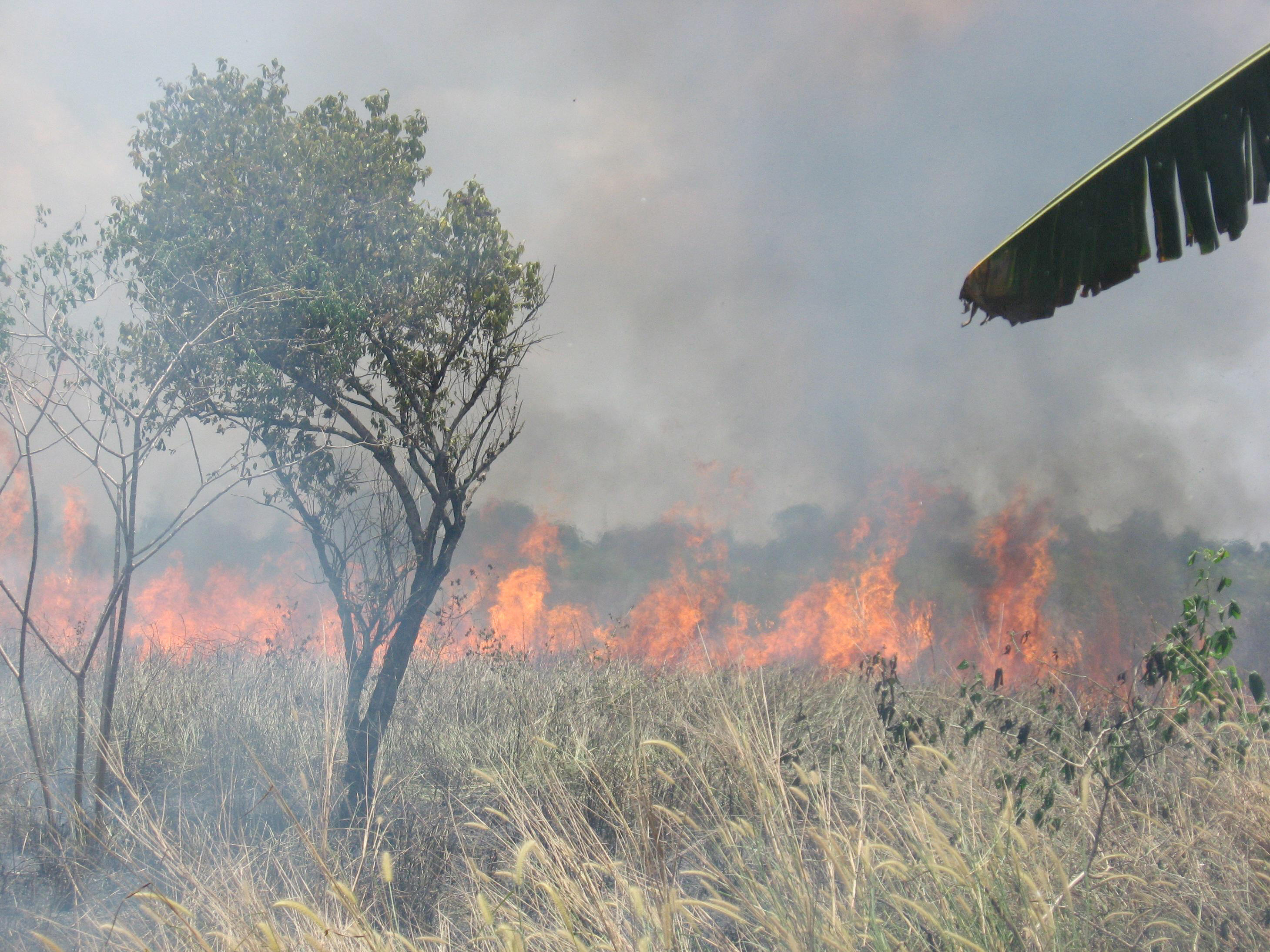 207 Titik Api Kepung Hutan dan Perkebunan Kalsel | KASKUS