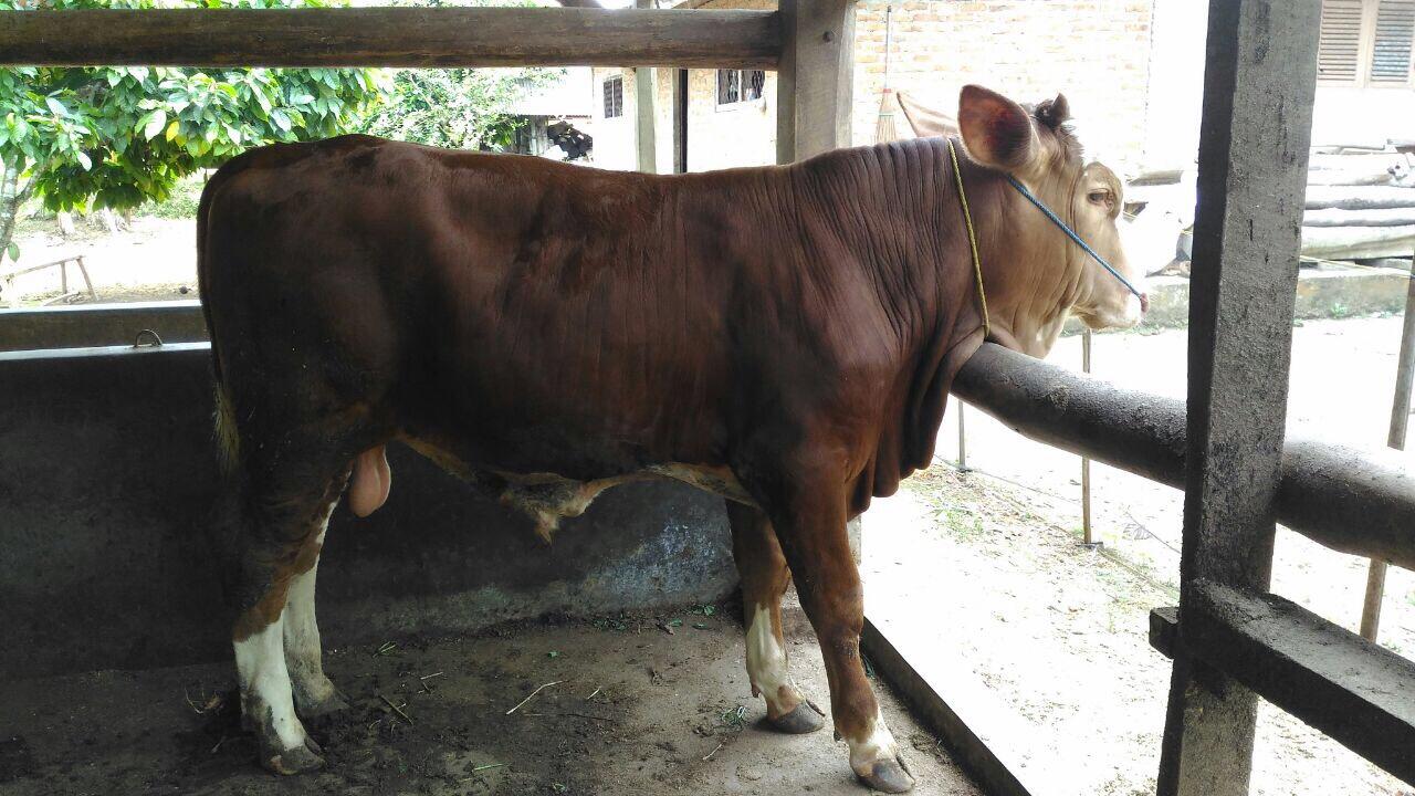 FORUM PENGGEMUKAN SAPI - Page 16 | KASKUS