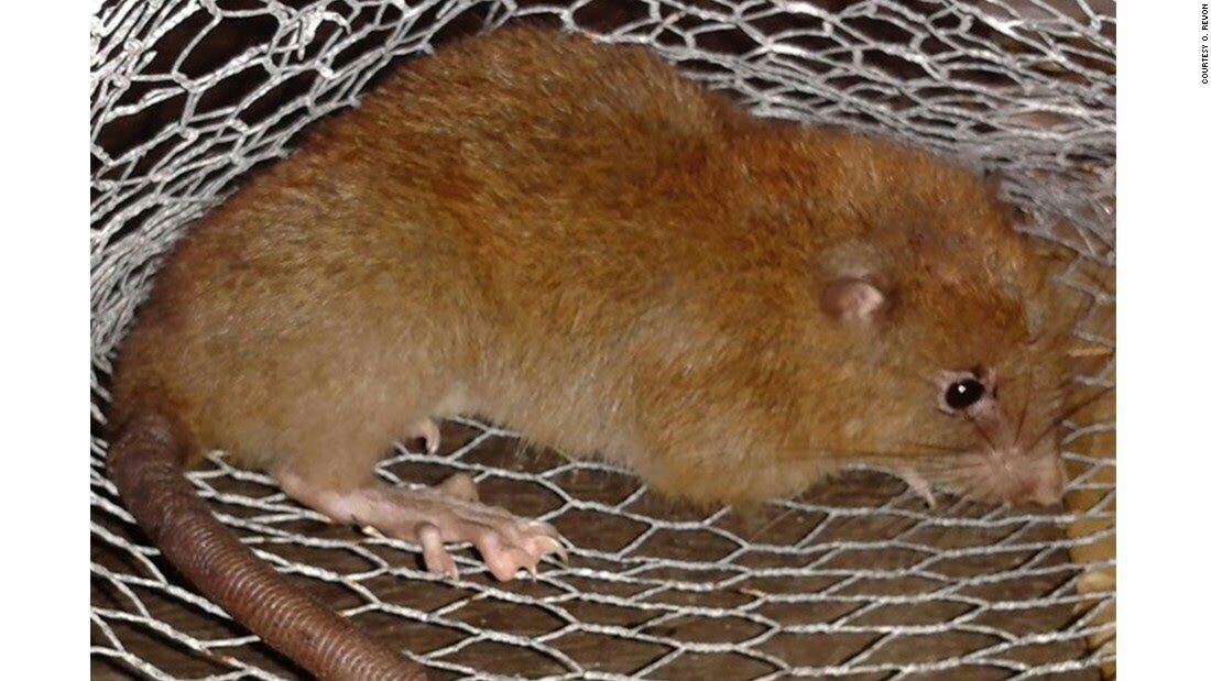 Tikus Raksasa Ditemukan di Papua Nugini, Beratnya 1 Kilogram - Page 6 ...