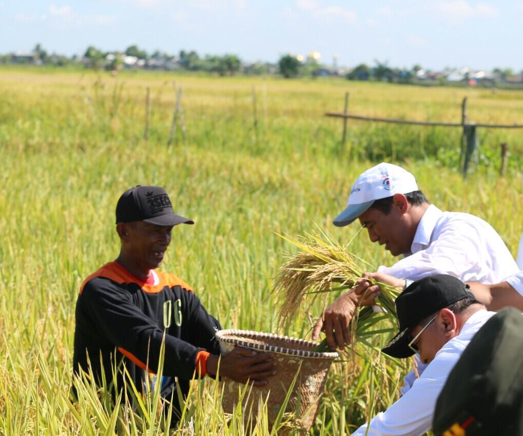 Begini Pengalaman Menteri Amran Panen Padi di Lahan Rawa Lebak | KASKUS