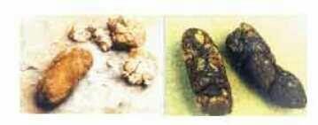 Bentuk Feses Alias Pup Bisa Mengindikasi Kesehatan Mereka.(Cat & Dog ...