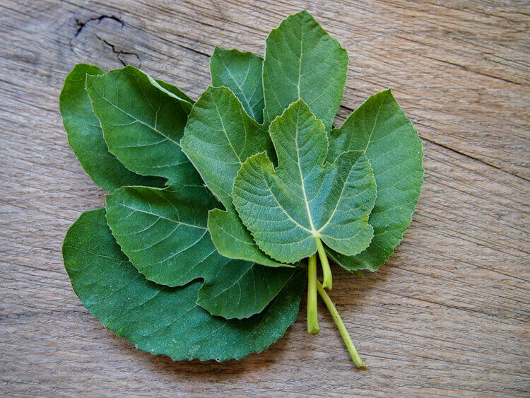 wow ternyata daun TIn mempunyai ribuan manfaat lho | KASKUS