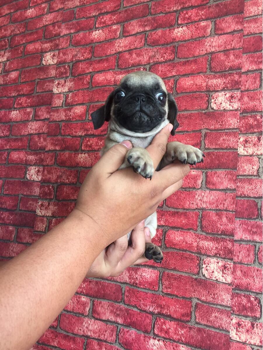 Jual mini pug puppies stb vaksin | KASKUS