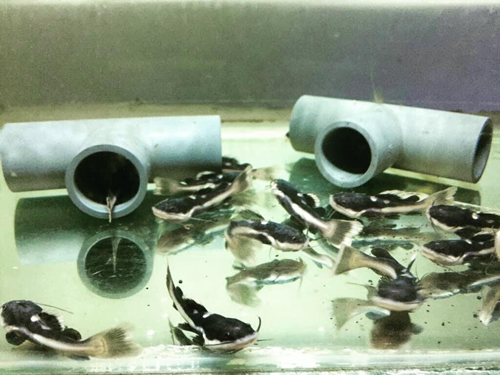 Ikan Predator Baby RTC / Redtail Catfish 4-5cm | KASKUS