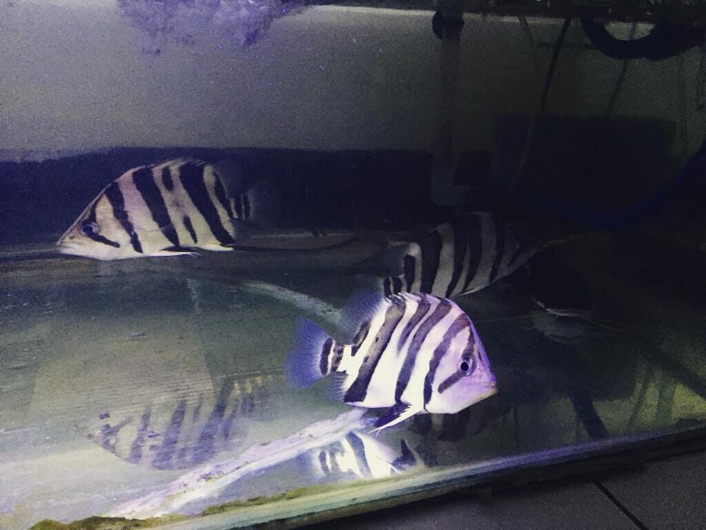 Ikan Predator Datz Borneo / Tiger Datz 16-17cm | KASKUS