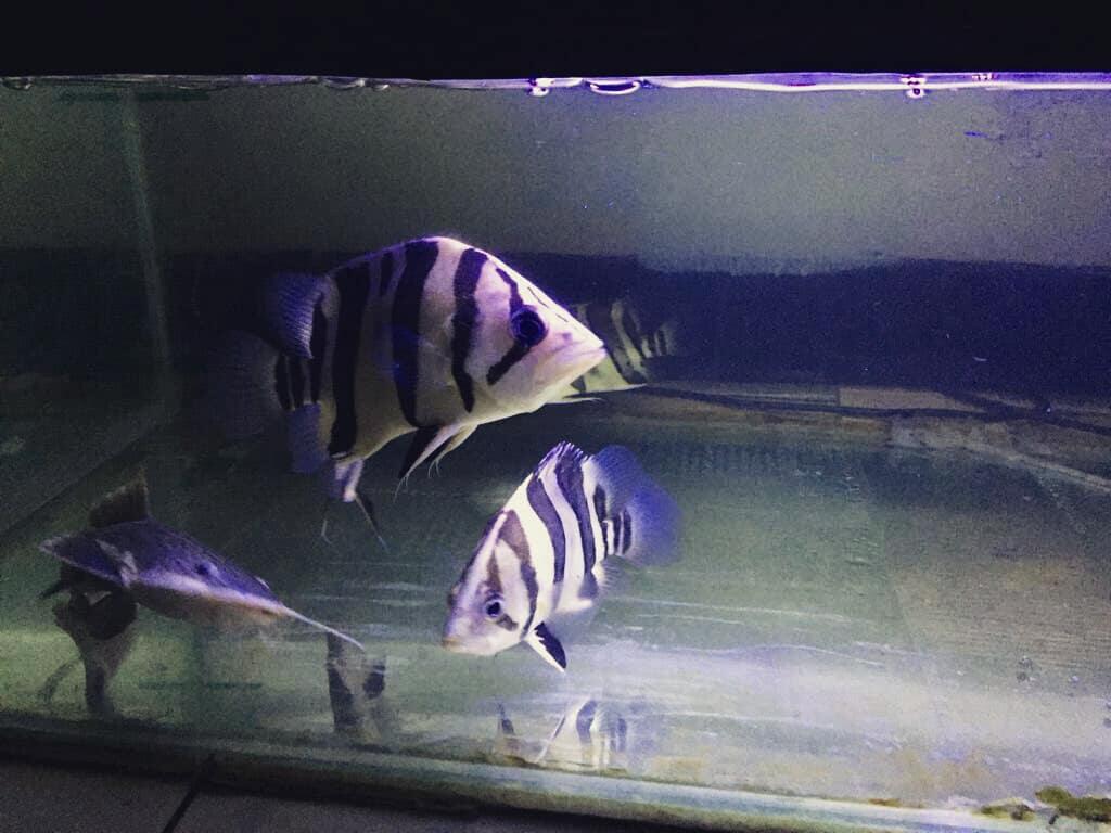 Ikan Predator Datz Borneo / Tiger Datz 16-17cm | KASKUS