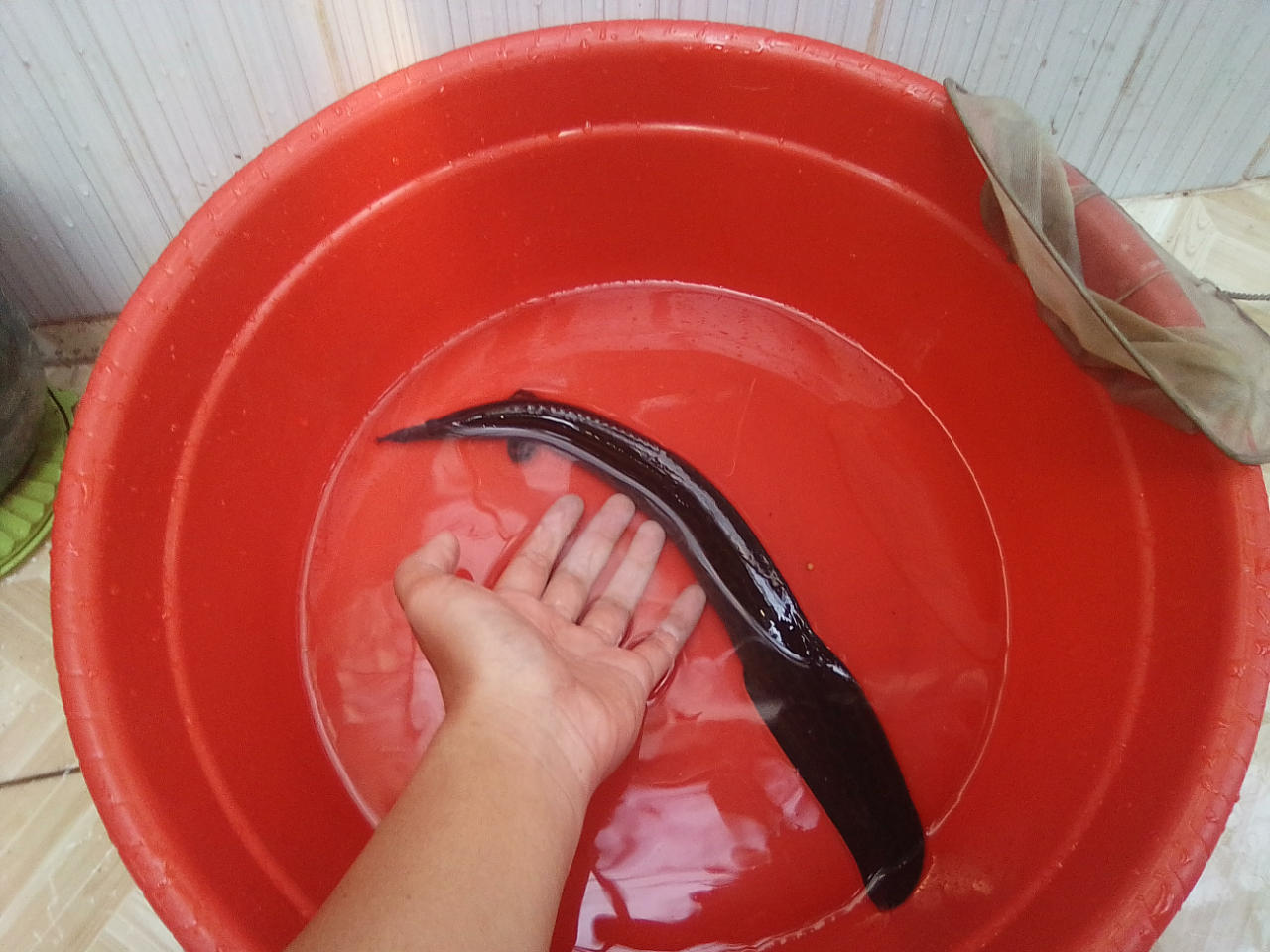 Ikan Sili - Page 5 | KASKUS