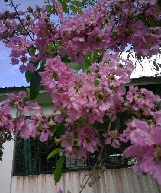 12 Pohon dengan Bunga yang Indah, Salah Satunya dari Indonesia! | KASKUS