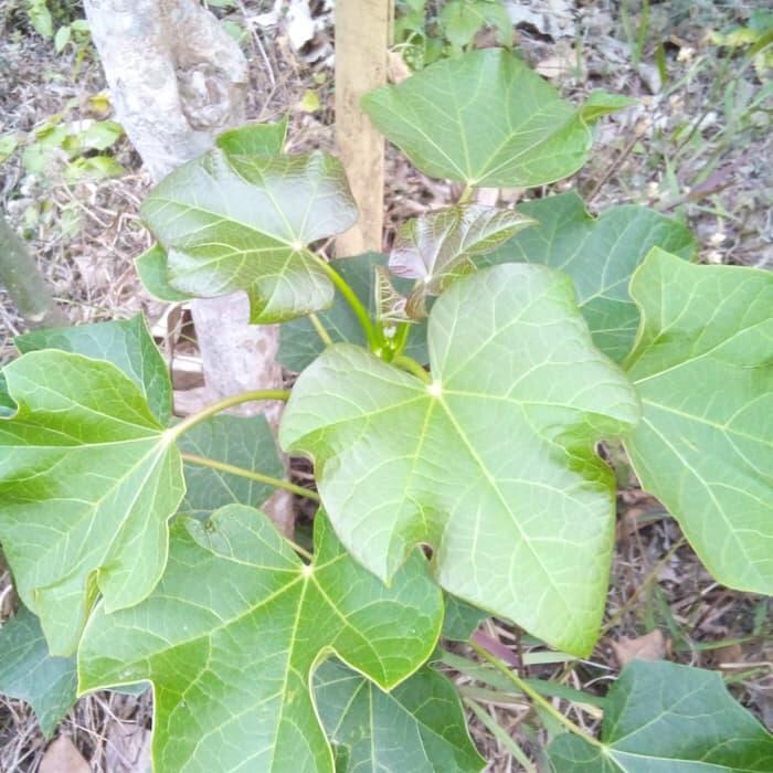 Getah Jarak Bisa Mengeringkan Luka Dalam Hitungan Detik. | KASKUS