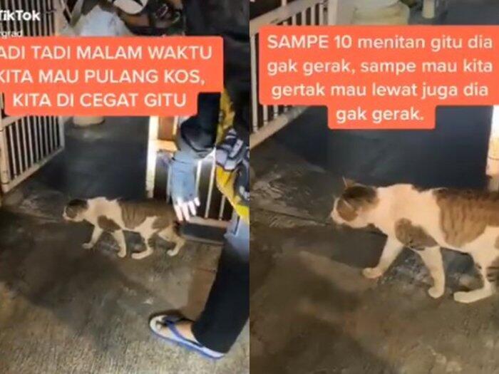 Akting Jadi Patung saat Diusir, Tingkah Kucing Ini Bikin Netizen Heran ...